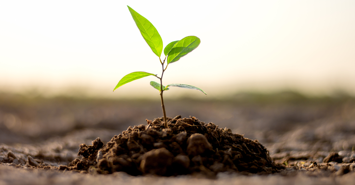 RTM plants 250 trees for VolkerRail | VolkerRail